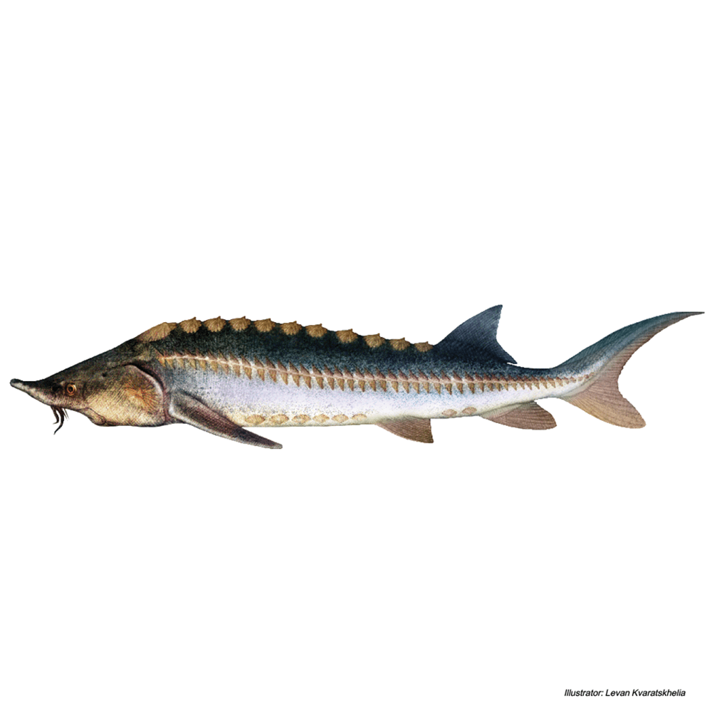 Beluga European Sturgeon - map