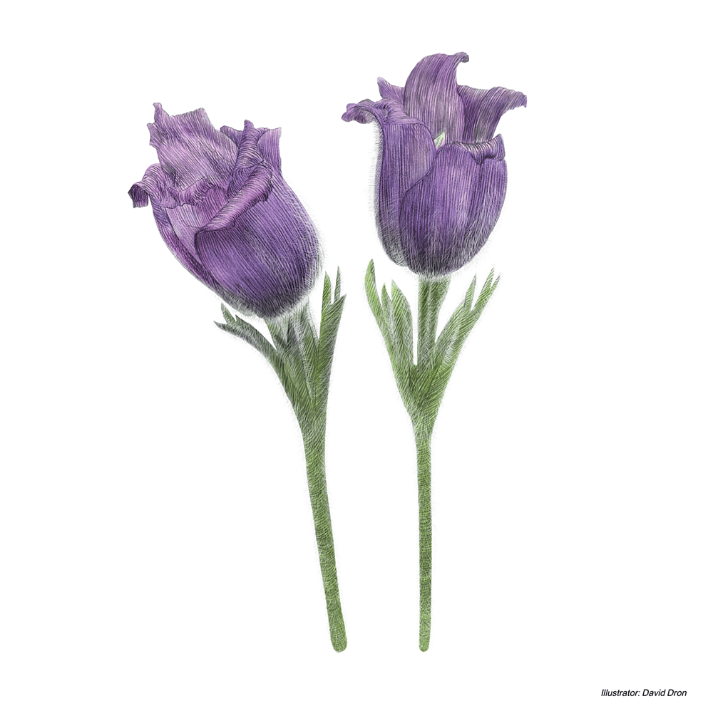 Pasque Flower - map
